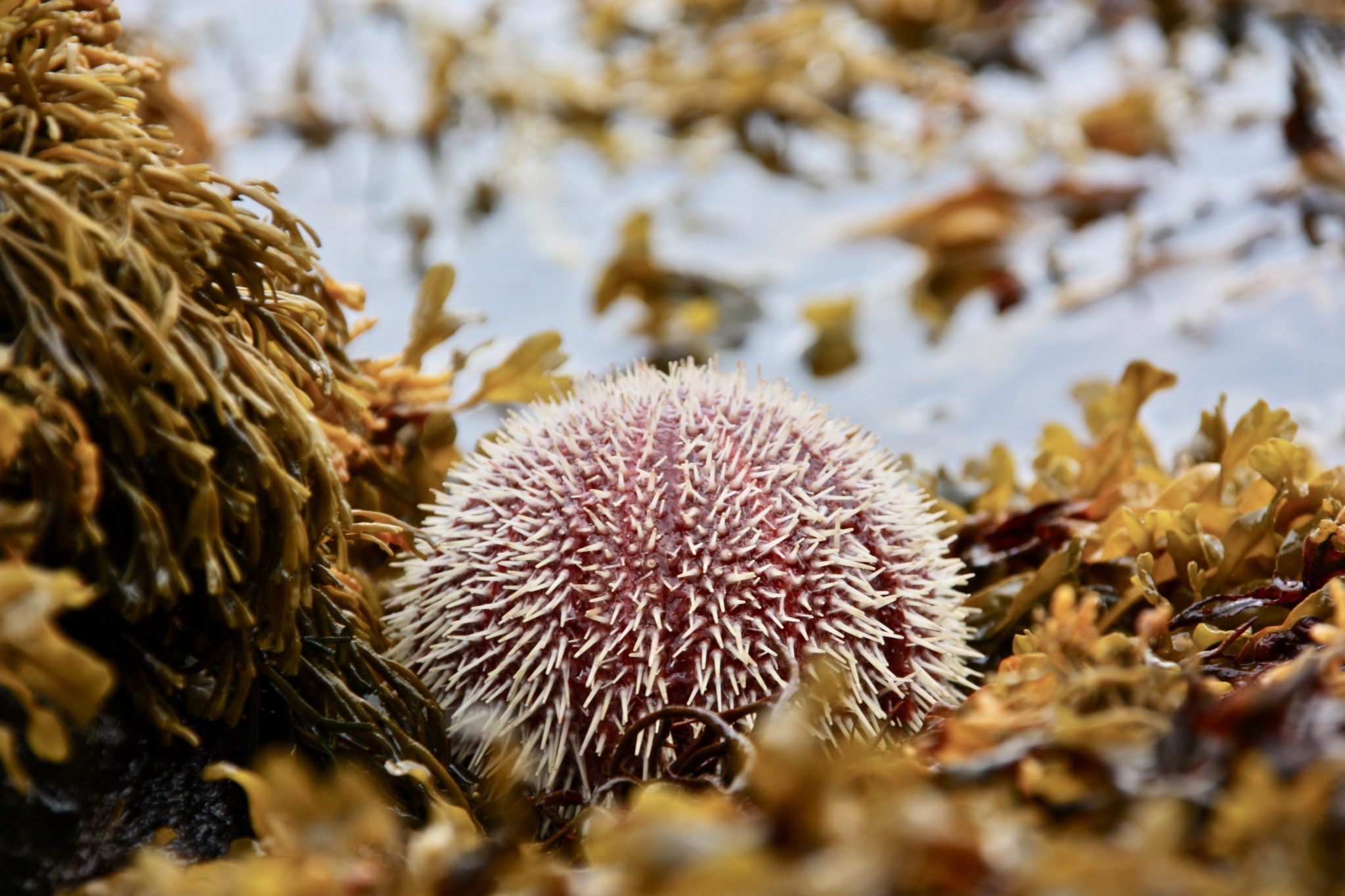 Holmen Lofoten: A Unique Hotel & Culinary Restaurant in Lofoten