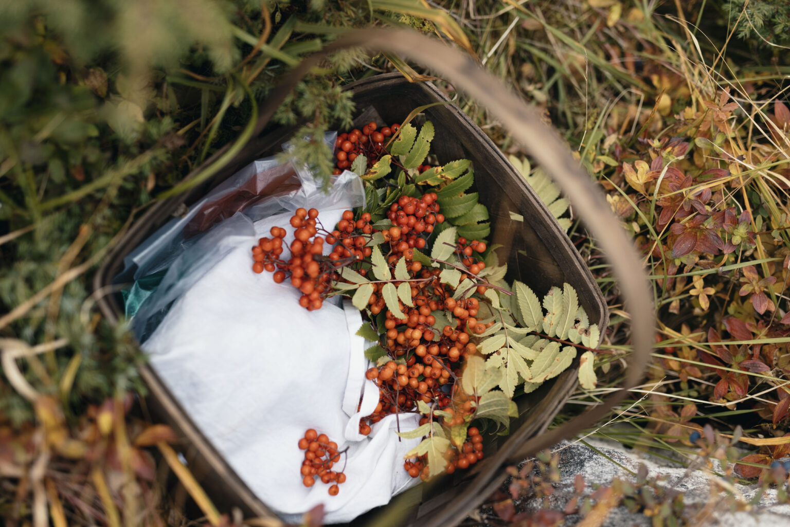 Foraging for Berries - Holmen Lofoten